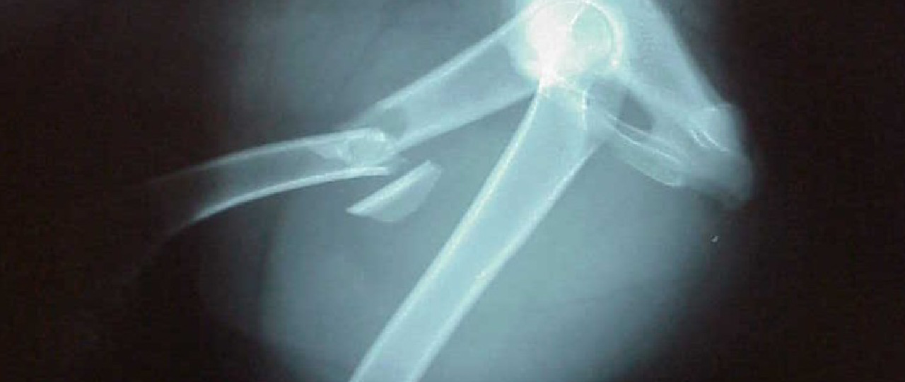 Triage STAT: Emergency Approach to the Small Animal Trauma Patient ...