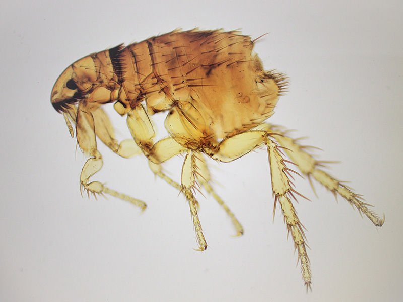 Allergies (Flea, Food, and Contact) – Vetcetera