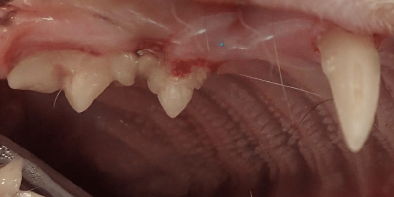 Understanding Feline Tooth Resorption and Stomatitis – Vetcetera