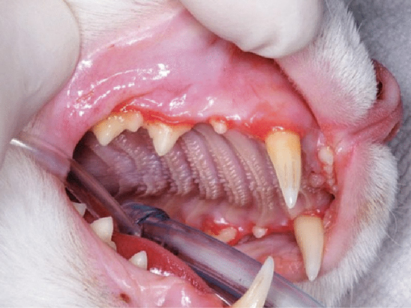 Periodontal Disease in Dogs and Cats – Vetcetera