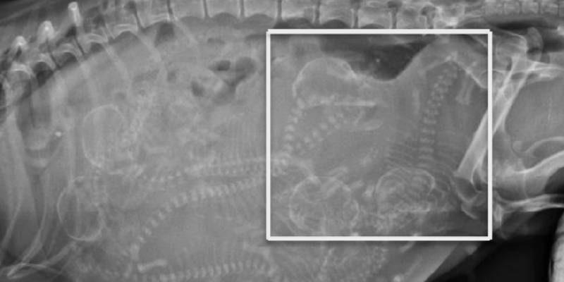 Cesarean Section in Dogs and Cats – Vetcetera