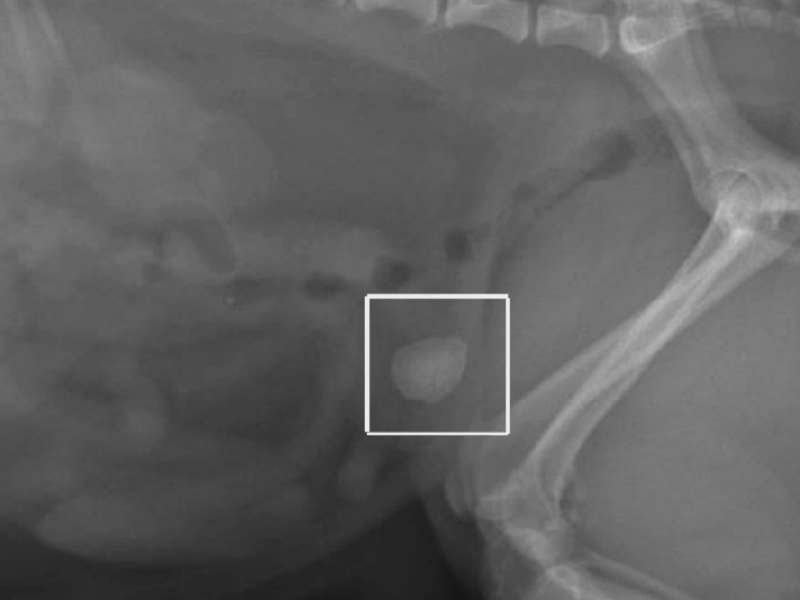 Cystotomy in Dogs and Cats – Vetcetera