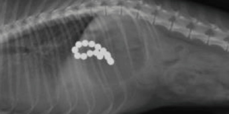 Gastrotomy in Dogs and Cats – Vetcetera