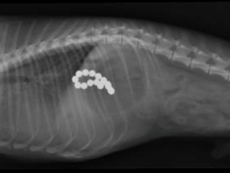 Gastrotomy in Dogs and Cats – Vetcetera