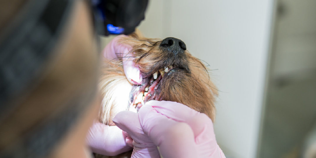 [WEBINAR] Basic Dental Extractions in Dogs and Cats – Vetcetera