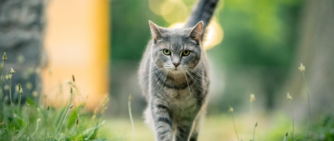 [WEBINAR] Cognitive Dysfunction Syndrome in Cats – Vetcetera