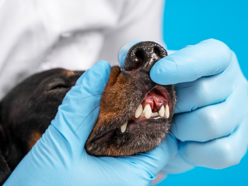 [Webinar] Surgical Dental Extractions and Complications in Dogs and ...