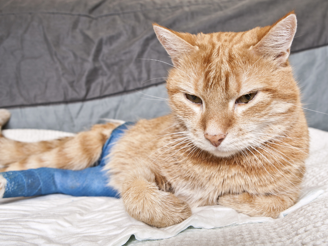It’s a Wrap! Bandaging for Beginners – Vetcetera