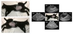AFAST® and Its Abdominal Fluid Scoring System – Vetcetera
