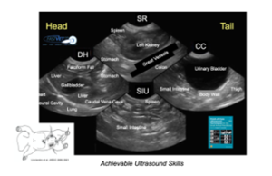 AFAST® and Its Abdominal Fluid Scoring System – Vetcetera