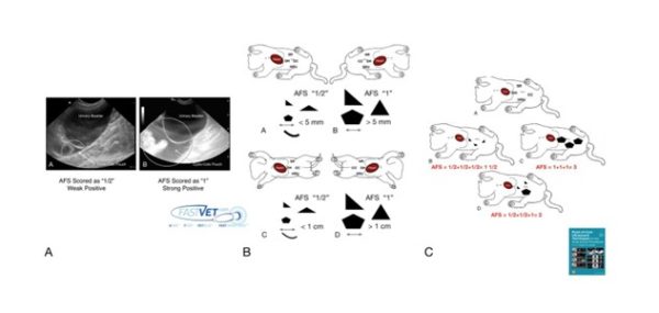AFAST® and Its Abdominal Fluid Scoring System – Vetcetera
