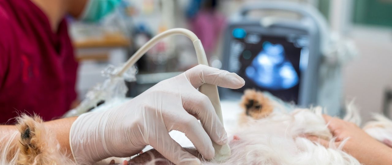 [Webinar] AFAST© and Its Abdominal Fluid Scoring System for the ...