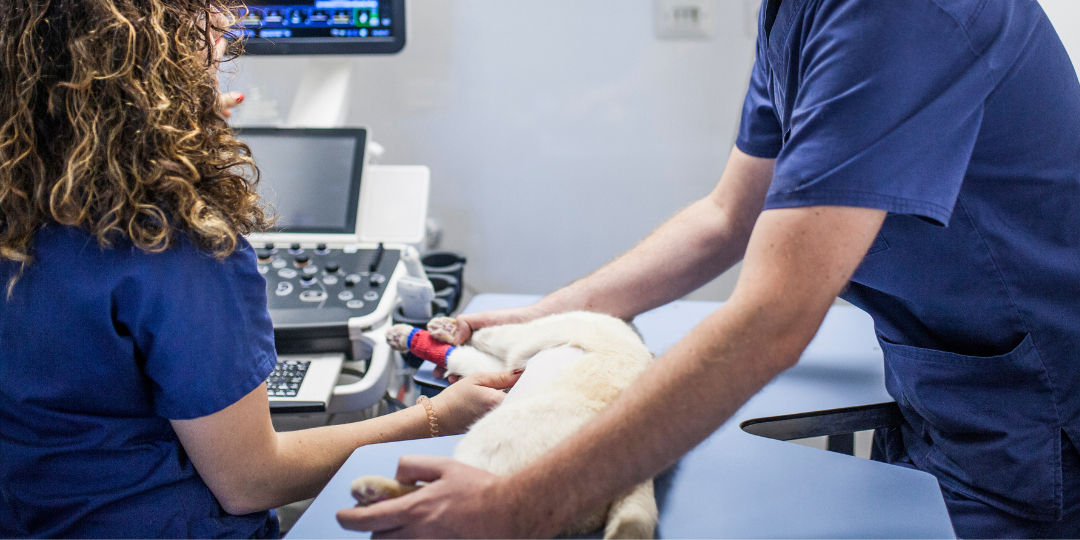 [Webinar] TFAST for the Accurate Diagnosis of Pleural and Pericardial ...