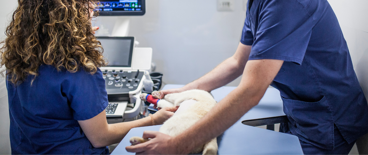 [Webinar] TFAST for the Accurate Diagnosis of Pleural and Pericardial ...