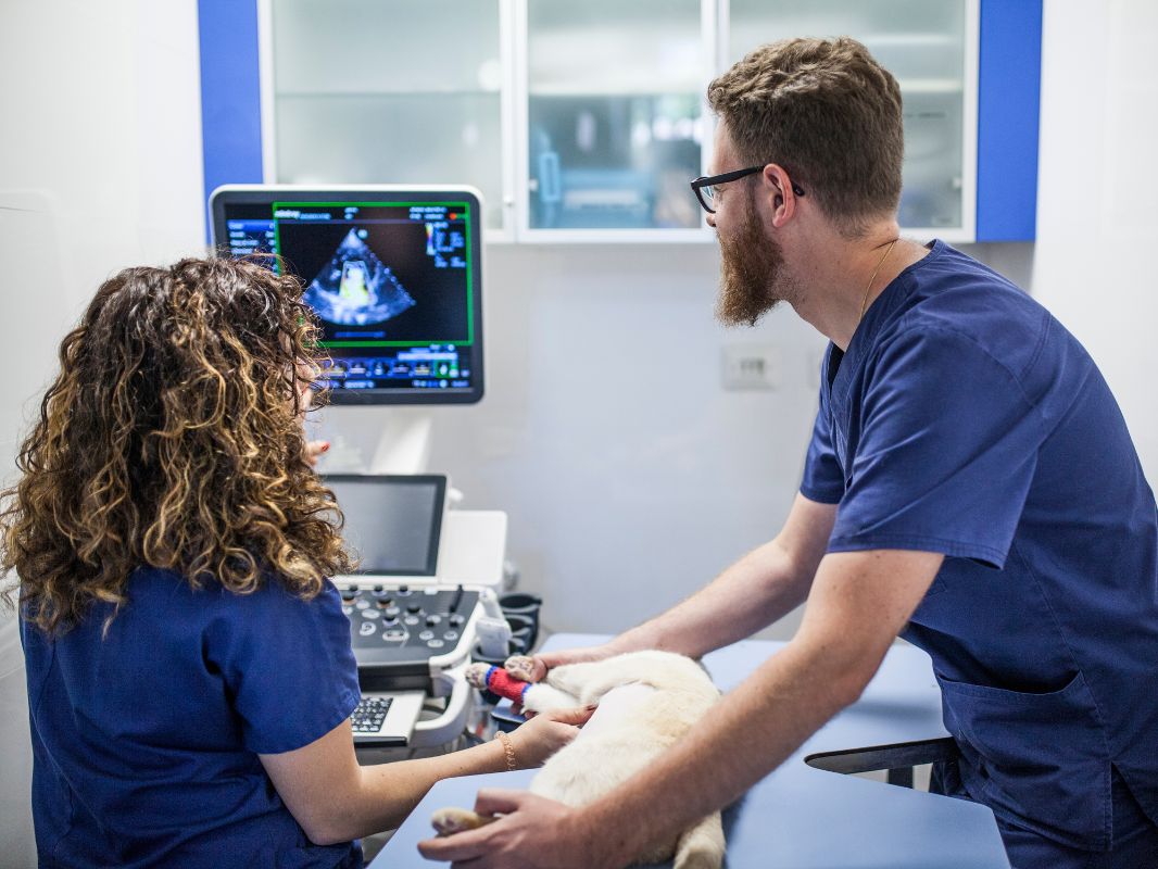 [Webinar] TFAST for the Accurate Diagnosis of Pleural and Pericardial ...