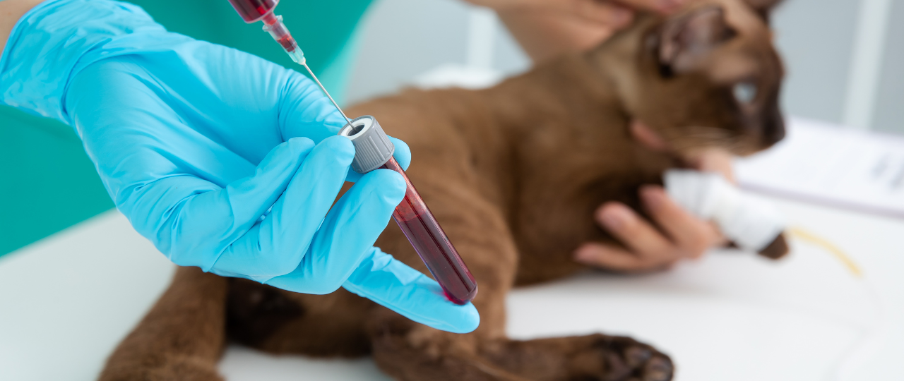 [Webinar] Stop the Clot! Diagnosis, Treatment & Prevention of Feline ...