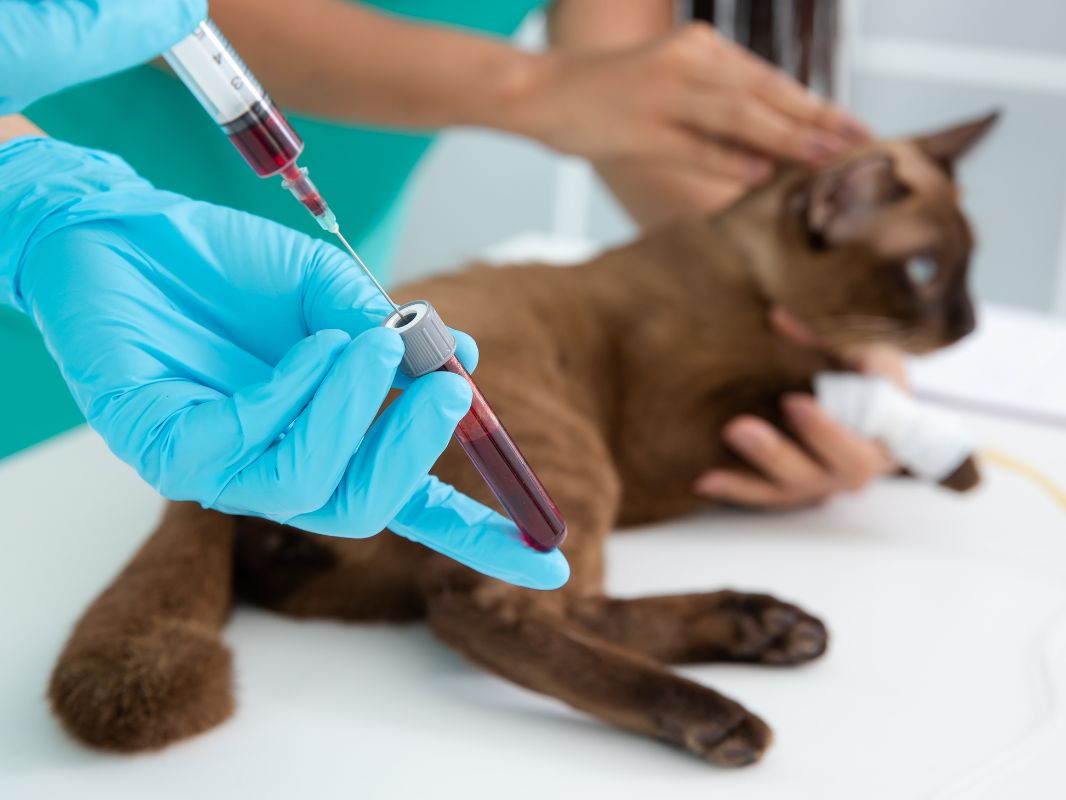 [Webinar] Stop the Clot! Diagnosis, Treatment & Prevention of Feline ...