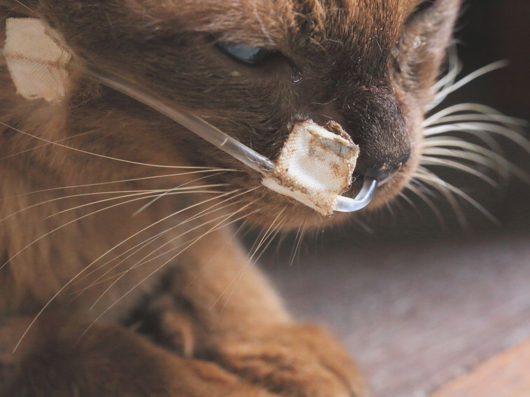 [Webinar] The Art of Assisted Feeding – Vetcetera