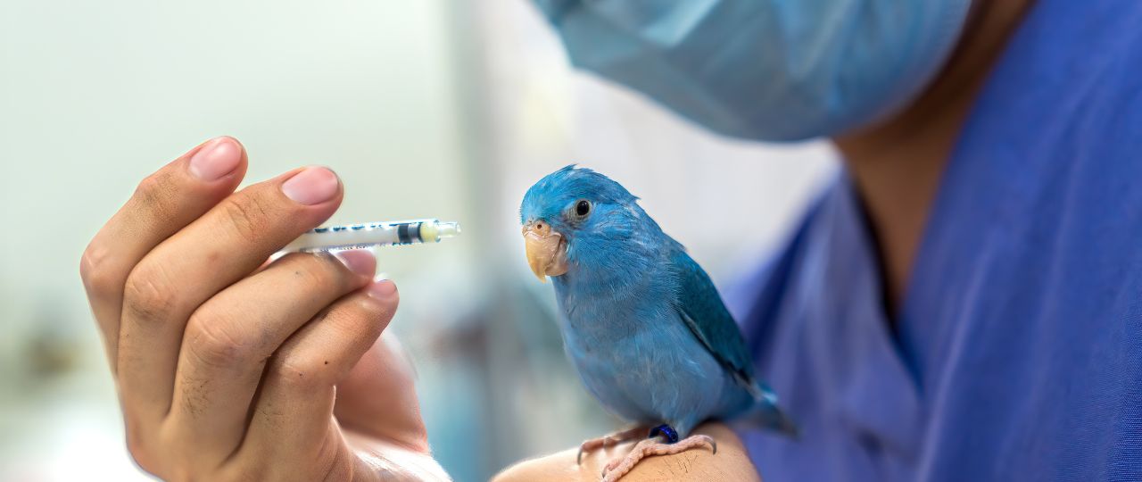 [Webinar] Pain Management in Exotic and Lab Animal Species – Vetcetera