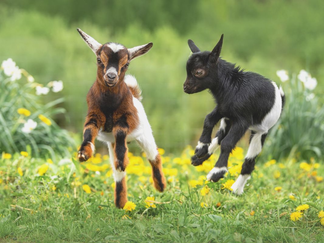 Ruminant Parasitology – Vetcetera