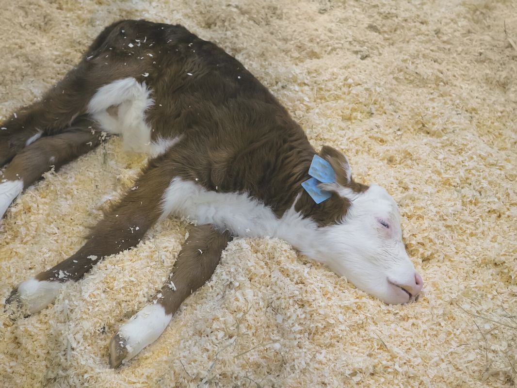 Managing Calf Scours – Vetcetera