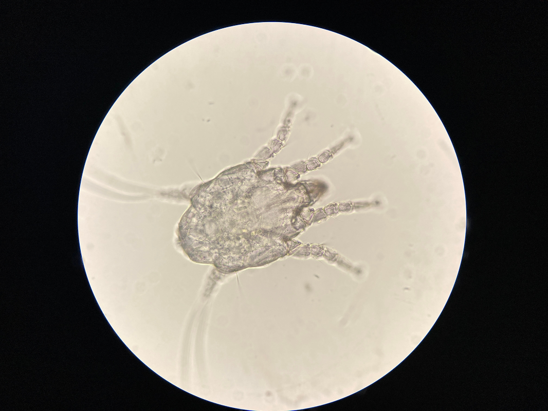 Parasitology Part 2: Microscopic parasite identification – Vetcetera