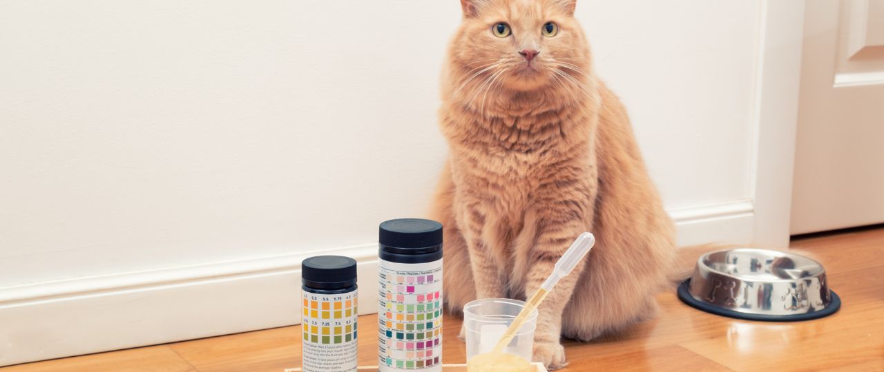 [Webinar] Urinalysis – Sample Collection, Gross and Chemical Evaluation ...