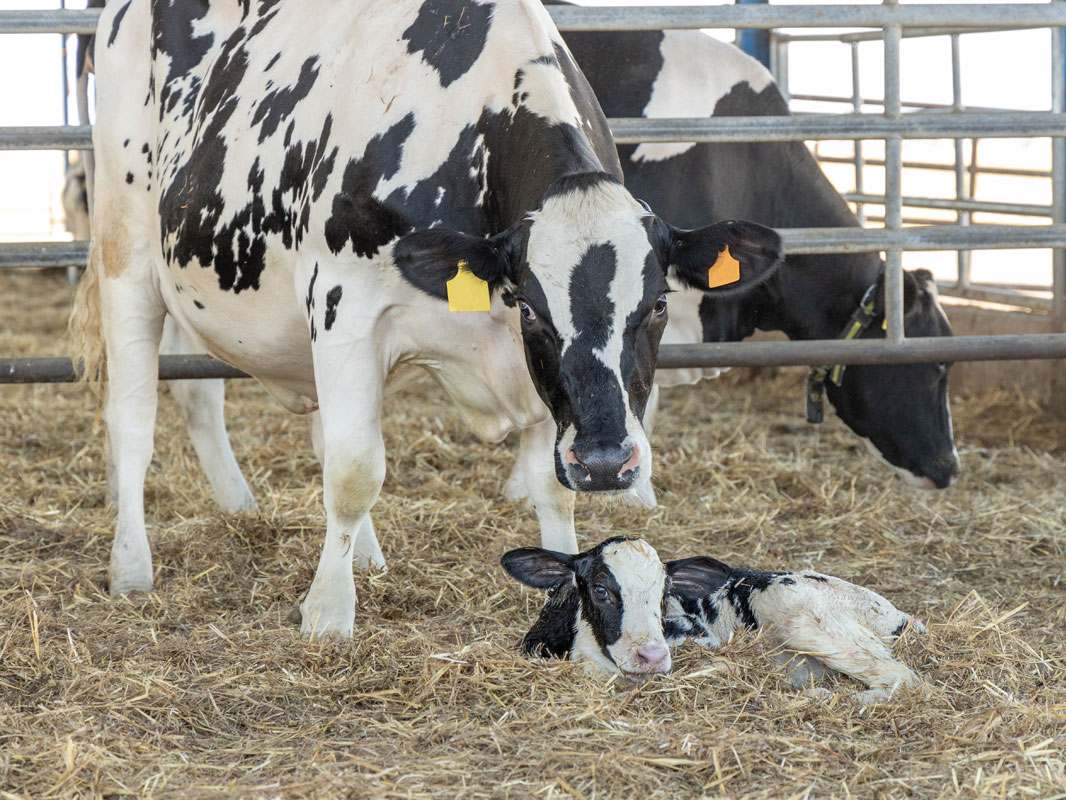 [Whitepaper] Critical Care of the Neonate Calf – Vetcetera