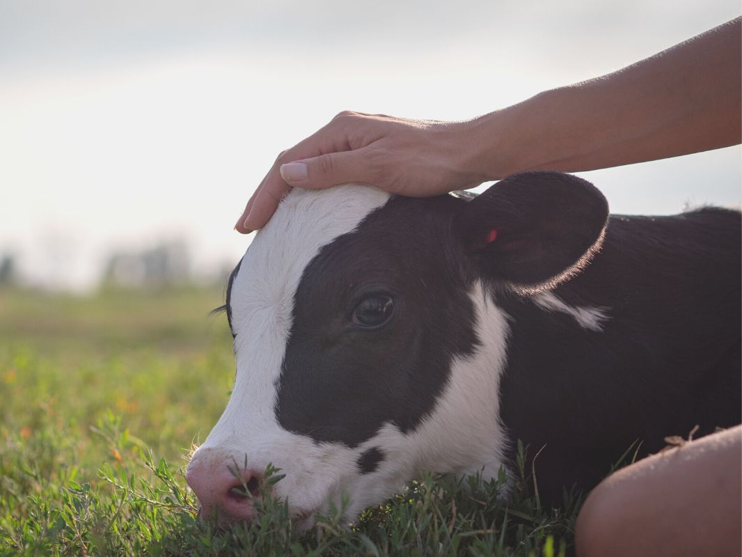 Critical Care of the Neonate Calf – Vetcetera