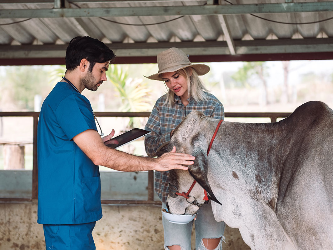 [Whitepaper] Improving Large Animal Practice Efficiency with ...
