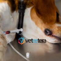 Embracing the Everyday Math of Veterinary Medicine: Why It Matters for ...