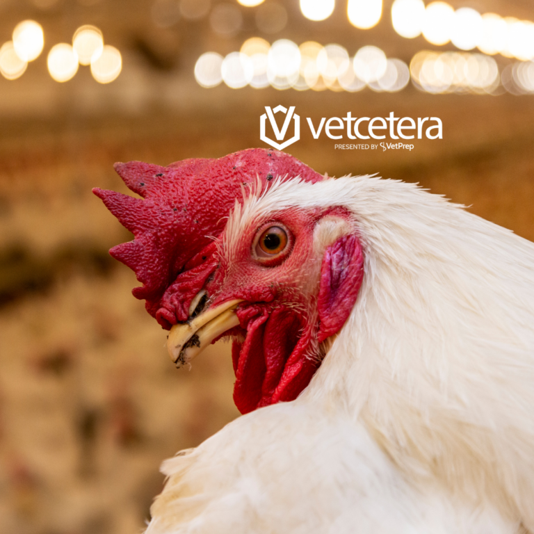 Key NAVLE Resources: Poultry – Vetcetera