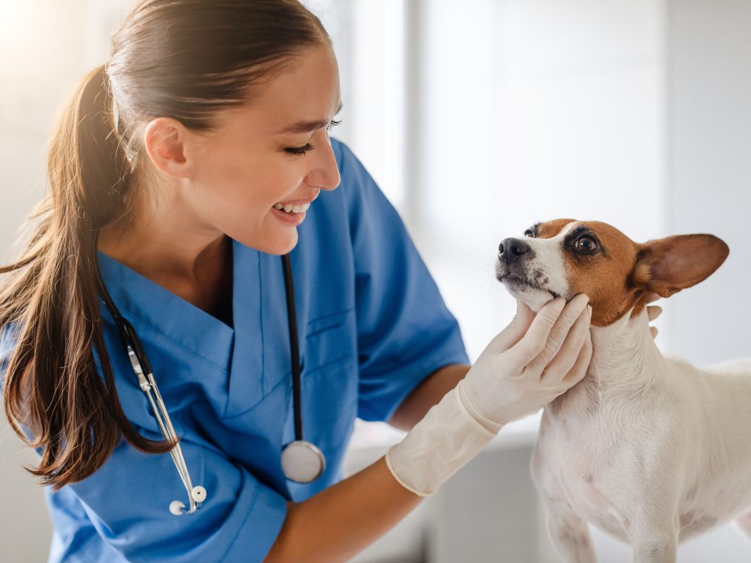 [Webinar] Maximizing Veterinary Technician Utilization – Session 1: The Role and Importance of ...