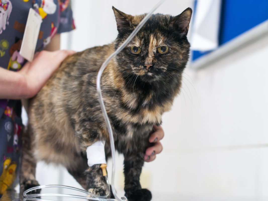 Practical Blood Banking and Donor Programs – Vetcetera