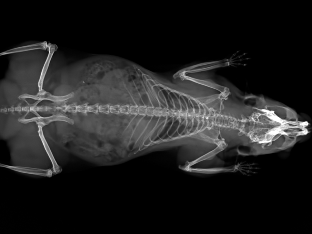 Exotic Imaging 101: Taking and Interpreting Exotic Animal Radiographs ...
