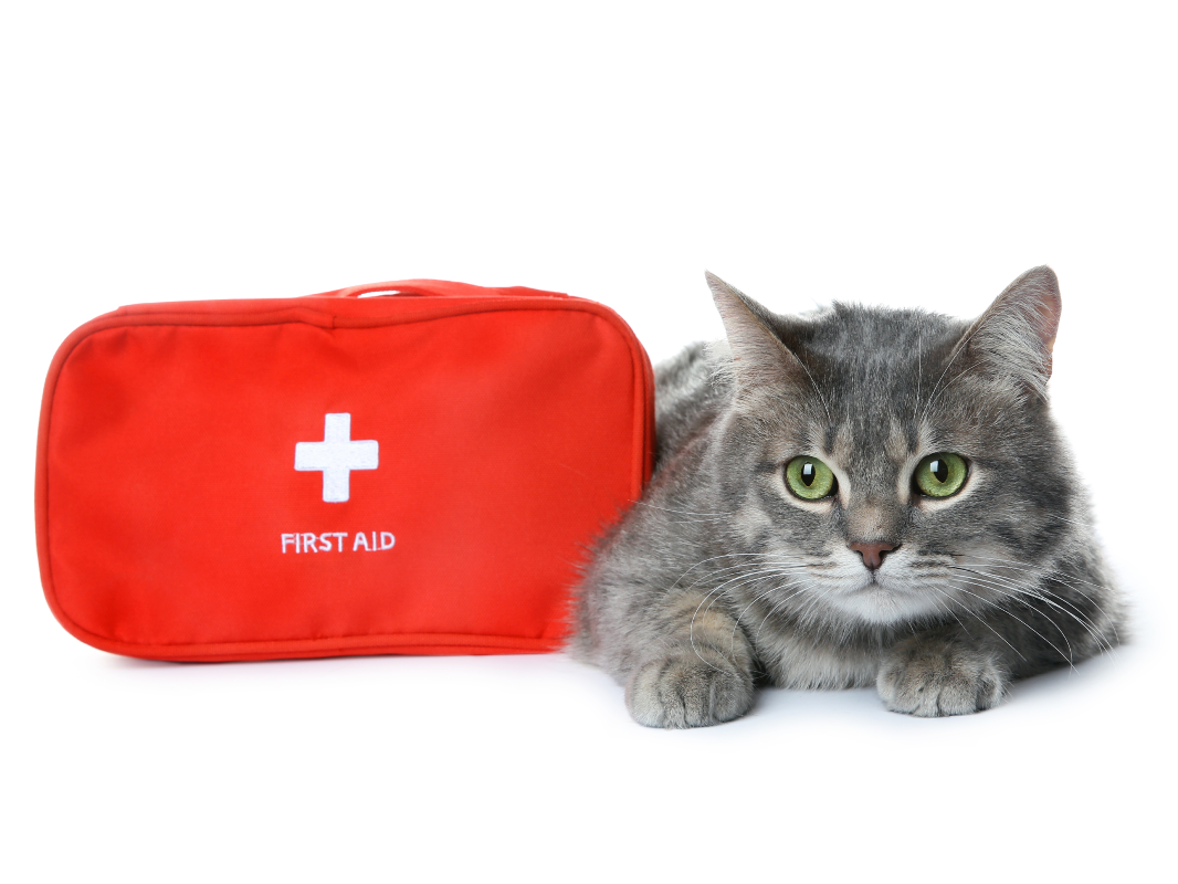 CPR and RECOVER Guidelines Updated, 2024 – Vetcetera