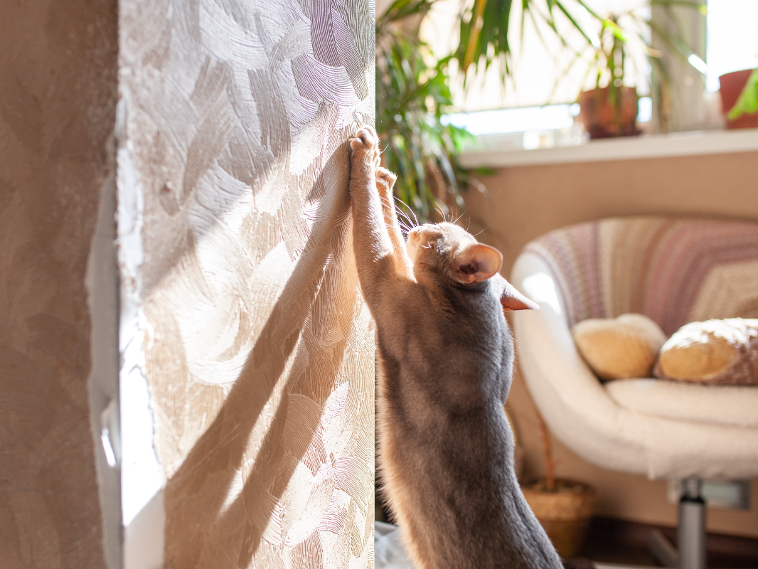 [Webinar] Tackling Feline Behavior Problems to Keep Cats in Their Homes ...