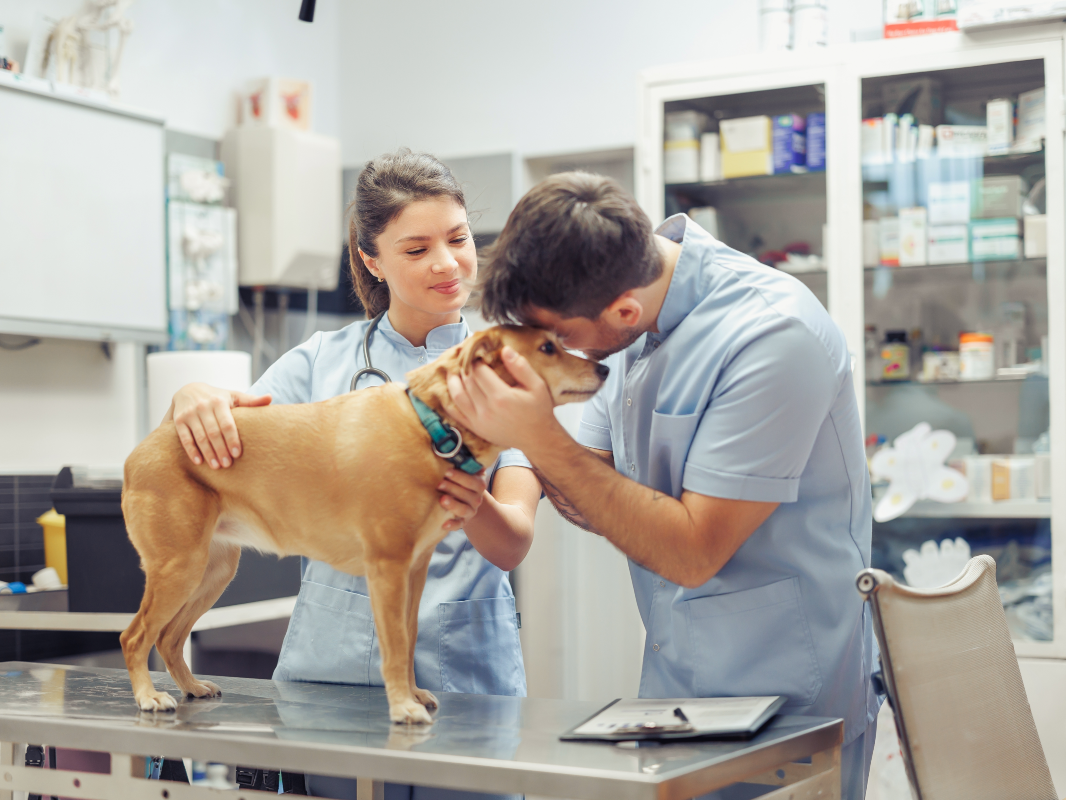 Navigating Financial Conversations in Veterinary Care: Strategies for ...